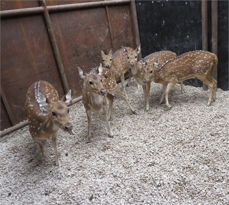 WildLife Buyer, LLC. - 0.5 AXIS (NKB#12)