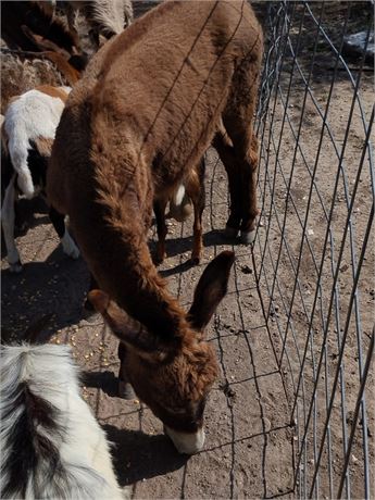 WildLife Buyer, LLC. - Mini chocolate stud donkey