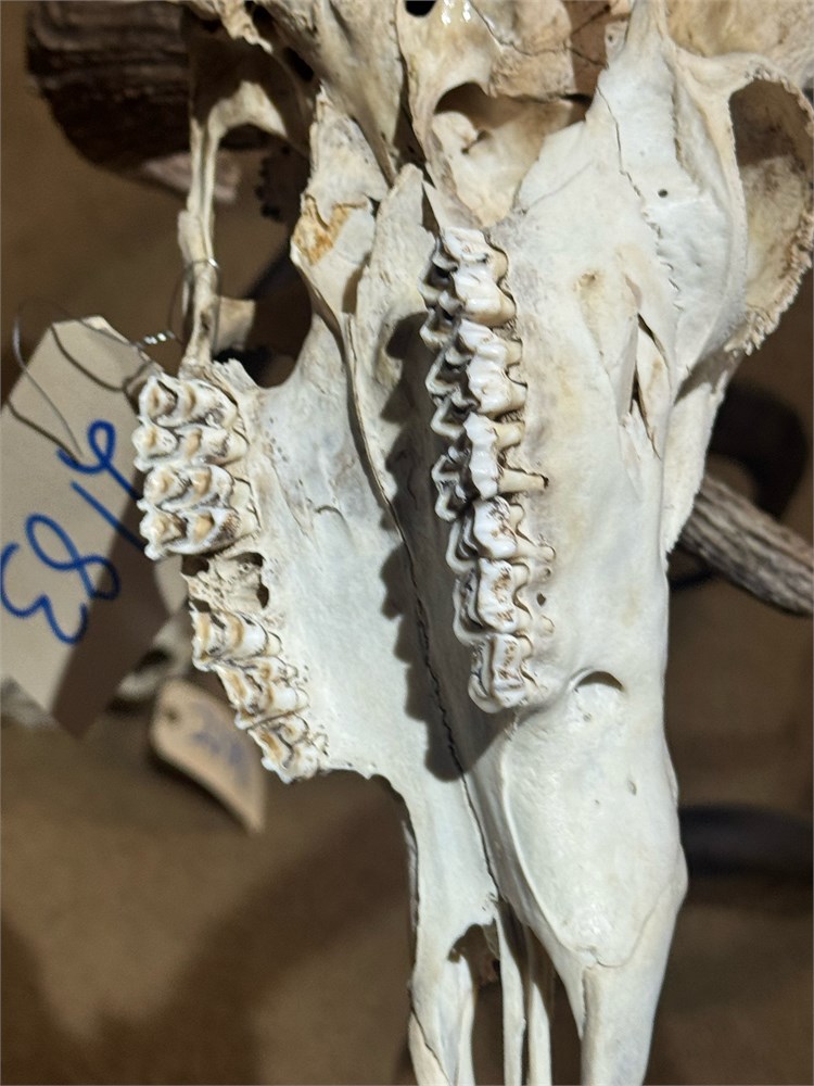 WildLife Buyer, LLC. - nice fallow skull