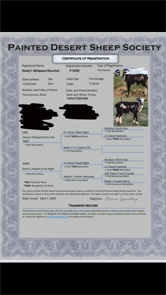 WildLife Buyer, LLC. - Painted desert ram