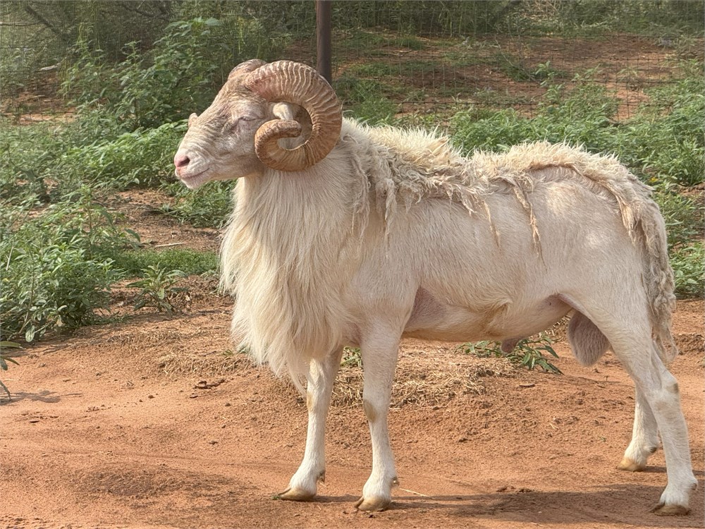 WildLife Buyer, LLC. - Texas Dall