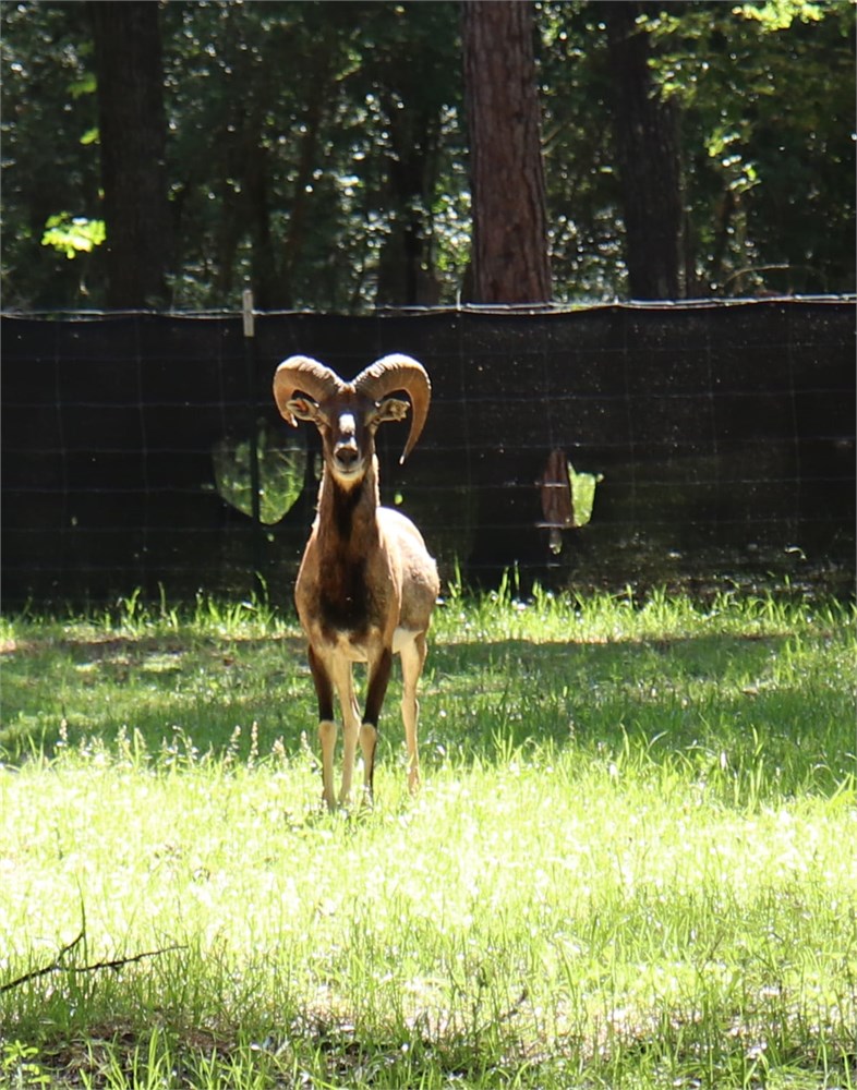 WildLife Buyer, LLC. - 1.3 Red Sheep