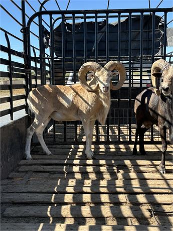WildLife Buyer, LLC. - Snow Urial