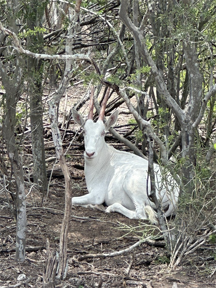 WildLife Buyer, LLC. - Albino scimitar male