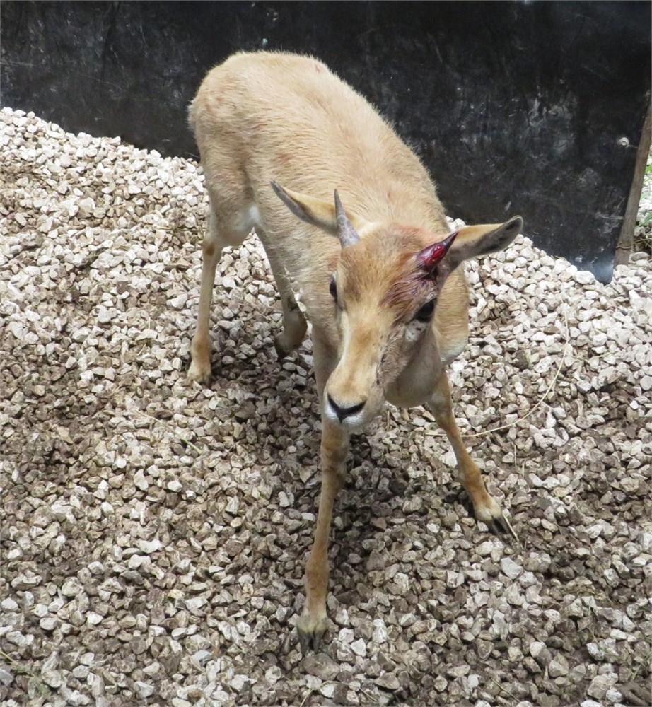 WildLife Buyer, LLC. - 1.0 BLACKBUCK (OKB#5) READ DESCRIPTION