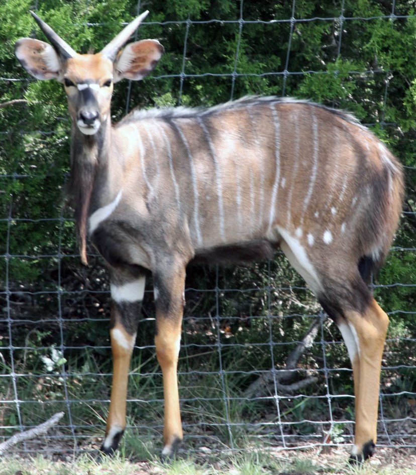 WildLife Buyer, LLC. - 1.0 NYALA BULL