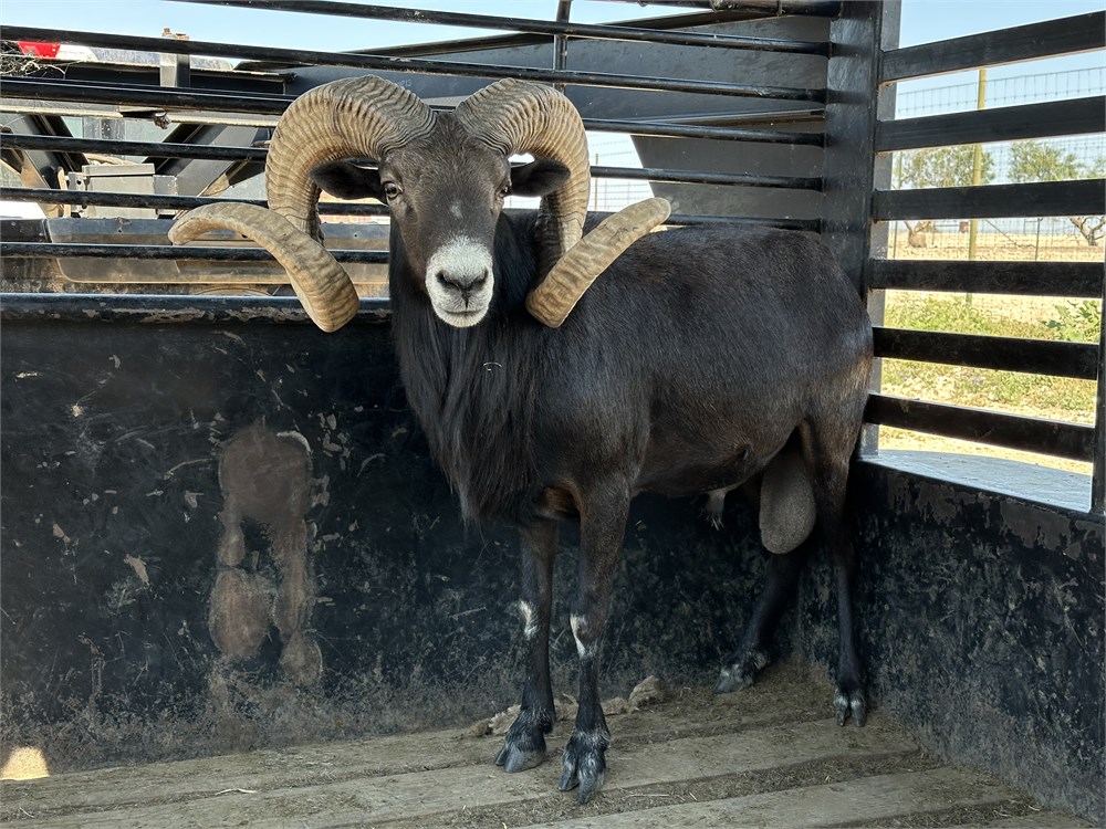 WildLife Buyer, LLC. - Midnight Urial Ram