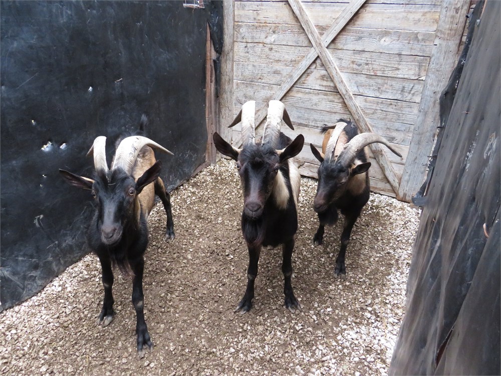 WildLife Buyer, LLC. - 3.0 IBEX CROSS SHEEP (ORB#5)