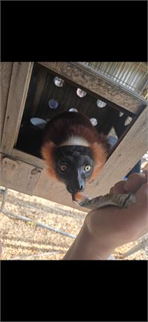 WildLife Buyer, LLC. - 0.1 Red Ruff Female