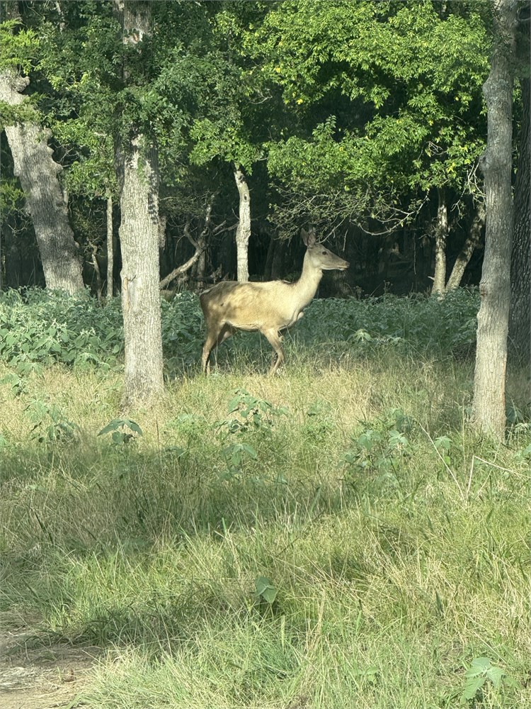 WildLife Buyer, LLC. - 0.1 white red deer