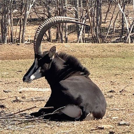 WildLife Buyer, LLC. - Huge Sable Bull