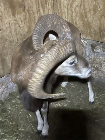 WildLife Buyer, LLC. - Red sheep