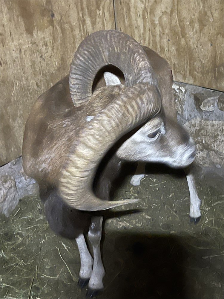 WildLife Buyer, LLC. - Red sheep