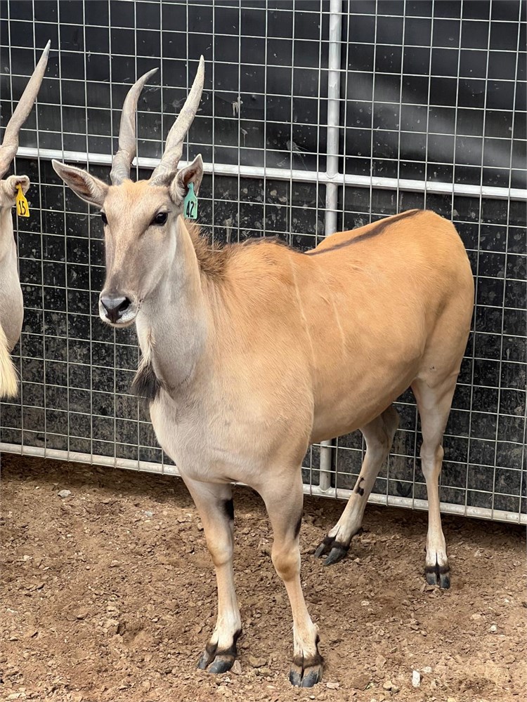 WildLife Buyer, LLC. - Eland Cow Female #42