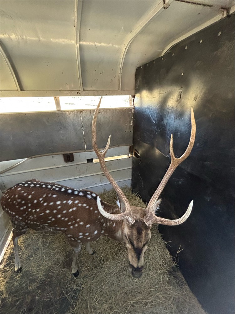 WildLife Buyer, LLC. - 1.0 Huge Axis Trophy Buck