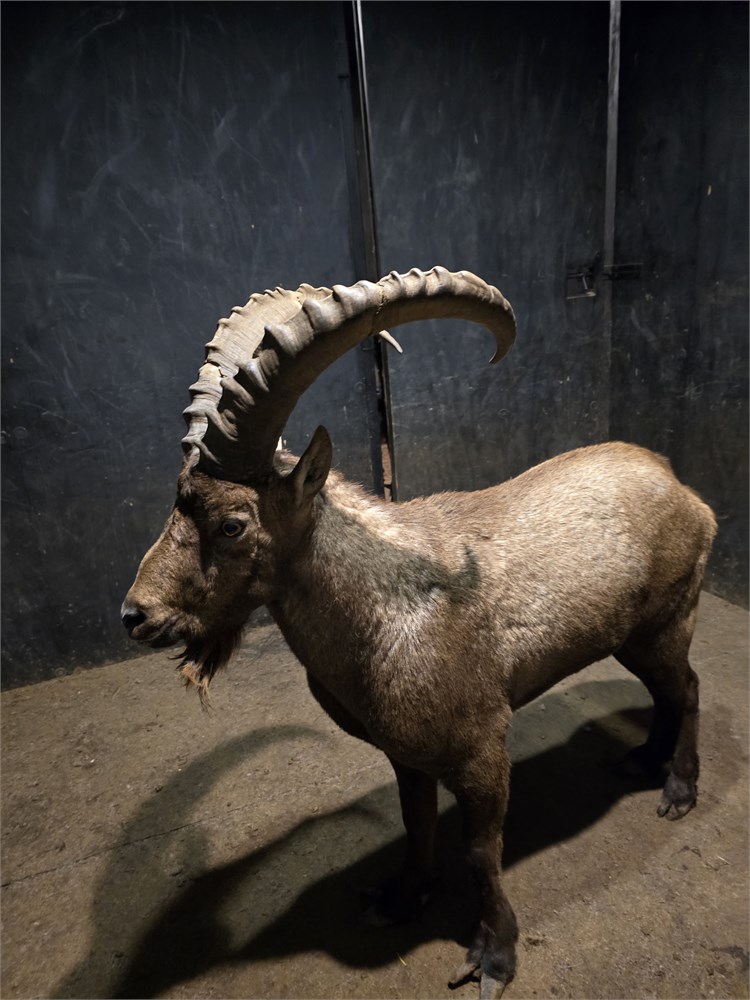 WildLife Buyer, LLC. - 1.0 Alpine Ibex