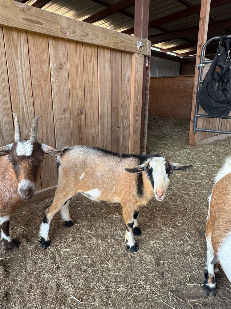 WildLife Buyer, LLC. - 1.0 3.5 month old tri colored nigerian dwarf goat