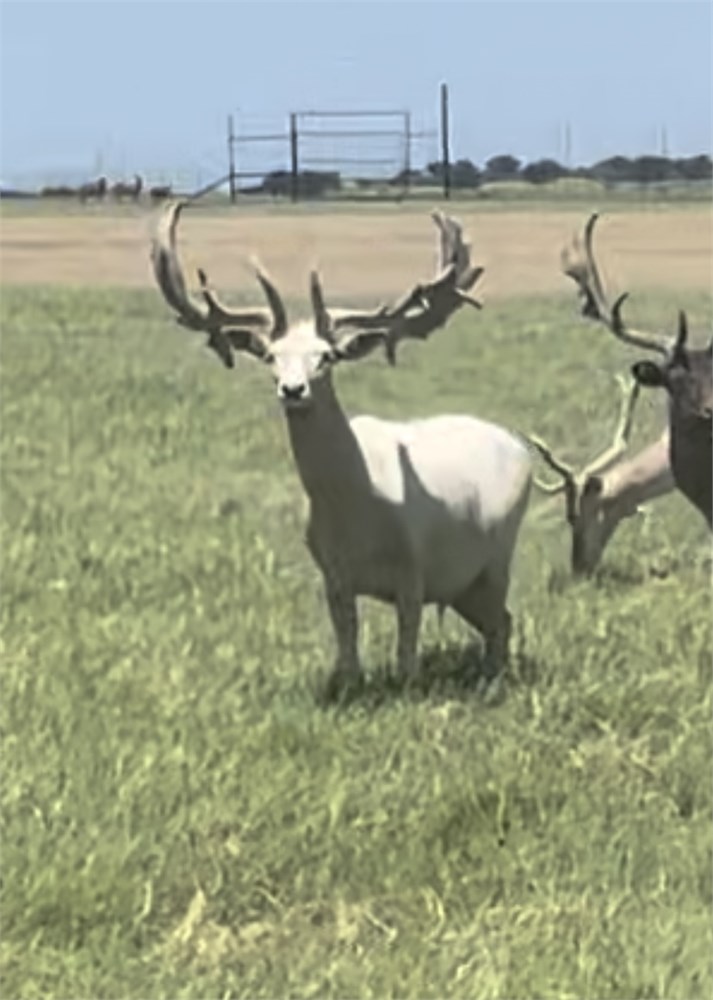 WildLife Buyer, LLC. - BIG FALLOW BUCK