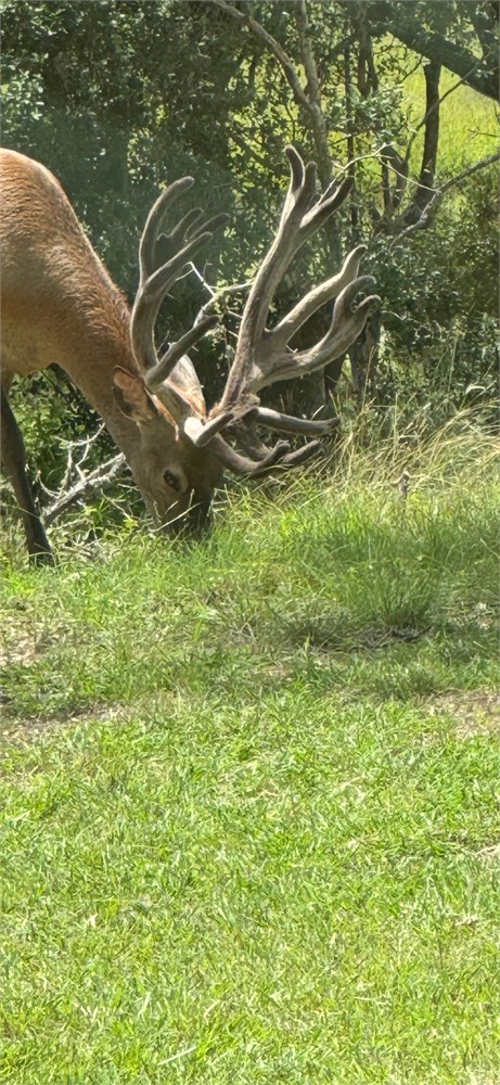 WildLife Buyer, LLC. - 5 red stag females