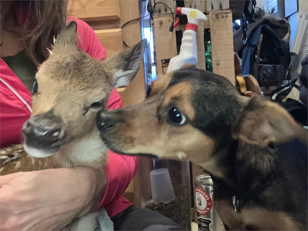 WildLife Buyer, LLC. - 1.0 Bottle Baby Axis Buck