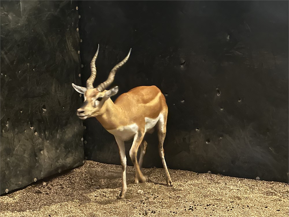 WildLife Buyer, LLC. - 1.0 Blackbuck (raised in 1 acre pen) - Ask About ...
