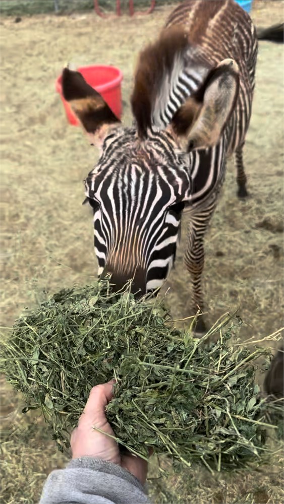 WildLife Buyer, LLC. - 1.0 tame zebra