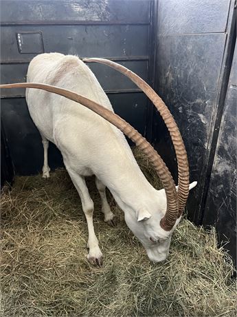 WildLife Buyer, LLC. - 1.0 Albino Oryx 42”+