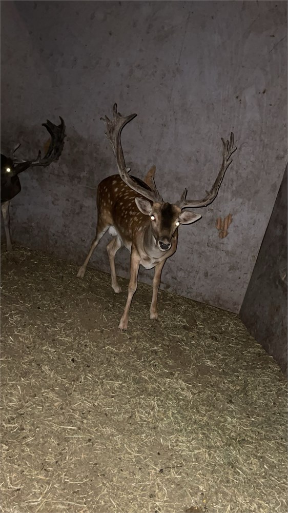 WildLife Buyer, LLC. - 3 year old wide fallow buck