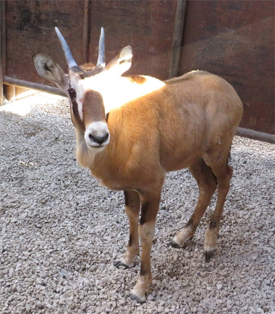 WildLife Buyer, LLC. - 0.1 SCIMBOK (WB#4) young