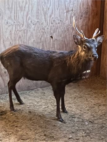 WildLife Buyer, LLC. - Sika bull