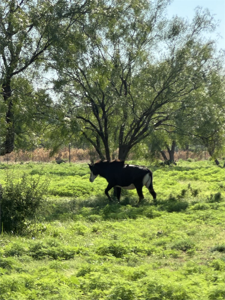WildLife Buyer, LLC. - Sable Cow