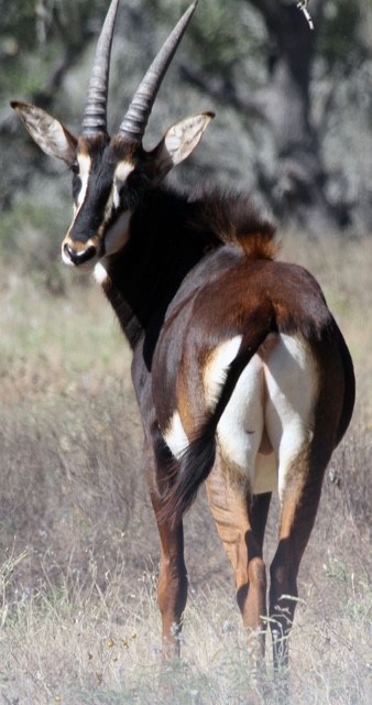 WildLife Buyer, LLC. - Sable bull