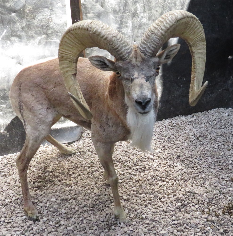 WildLife Buyer, LLC. - 1.0 TCU TAG#209 (OKB#7) Big Ram!!