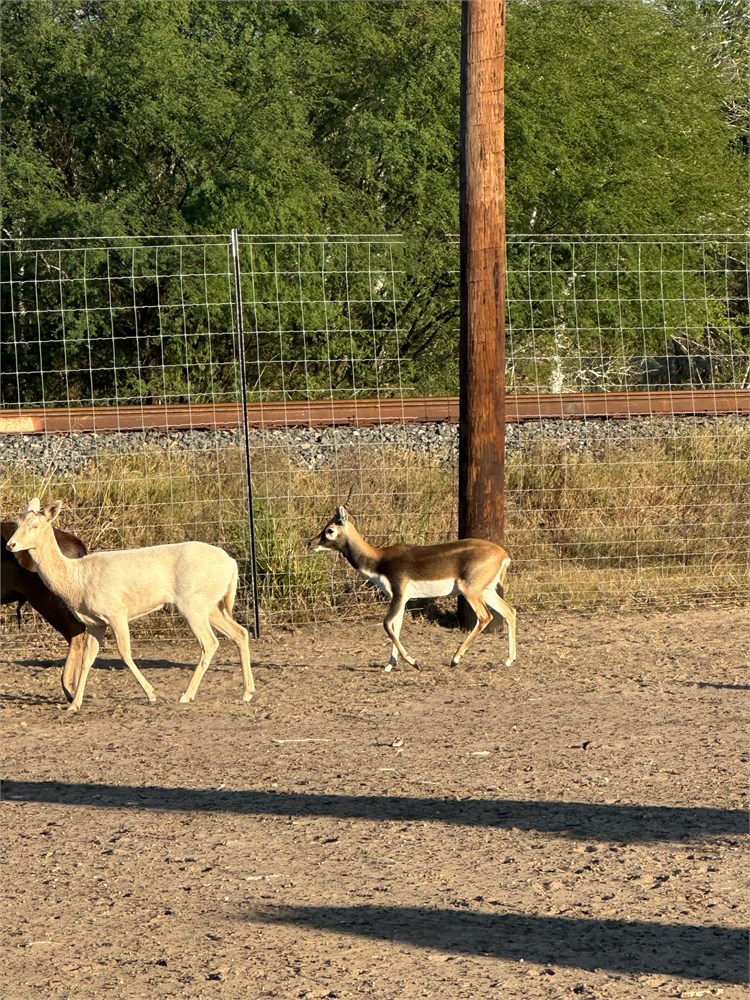 WildLife Buyer, LLC. - 1.0 blackbuck (2acre pen raised)