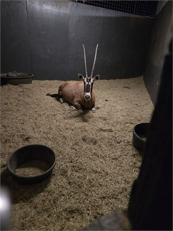 WildLife Buyer, LLC. - 0.1 scimbok