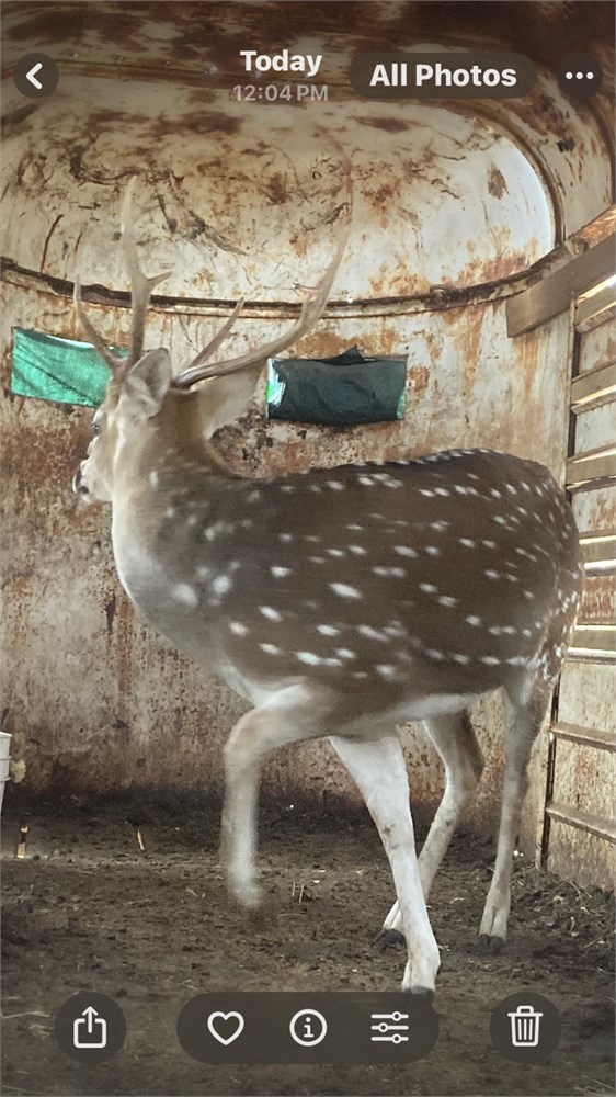 WildLife Buyer, LLC. - 1.0 Axis Buck