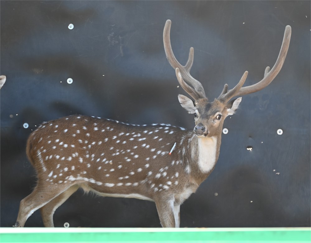 WildLife Buyer, LLC. - 1.0 AXIS BUCK **Non-Typical ***Exceptional