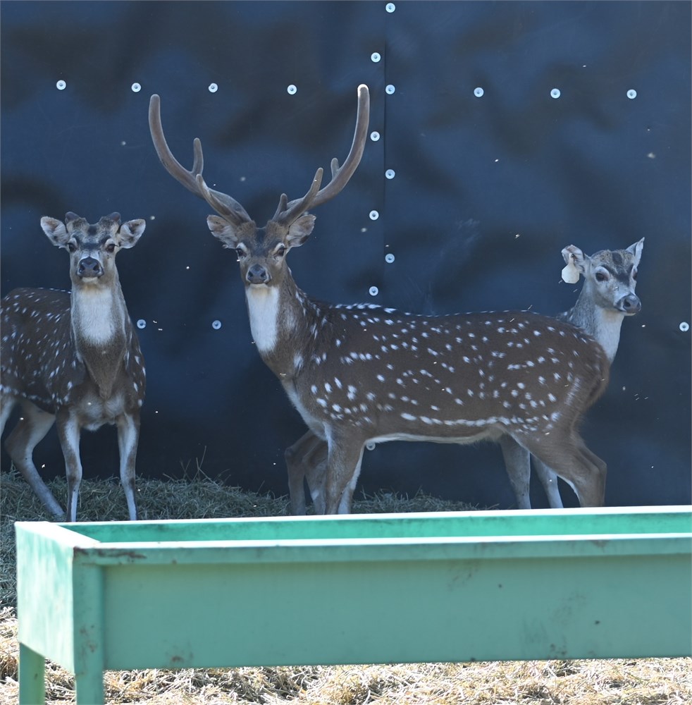 WildLife Buyer, LLC. - 1.0 AXIS BUCK **Non-Typical ***Exceptional