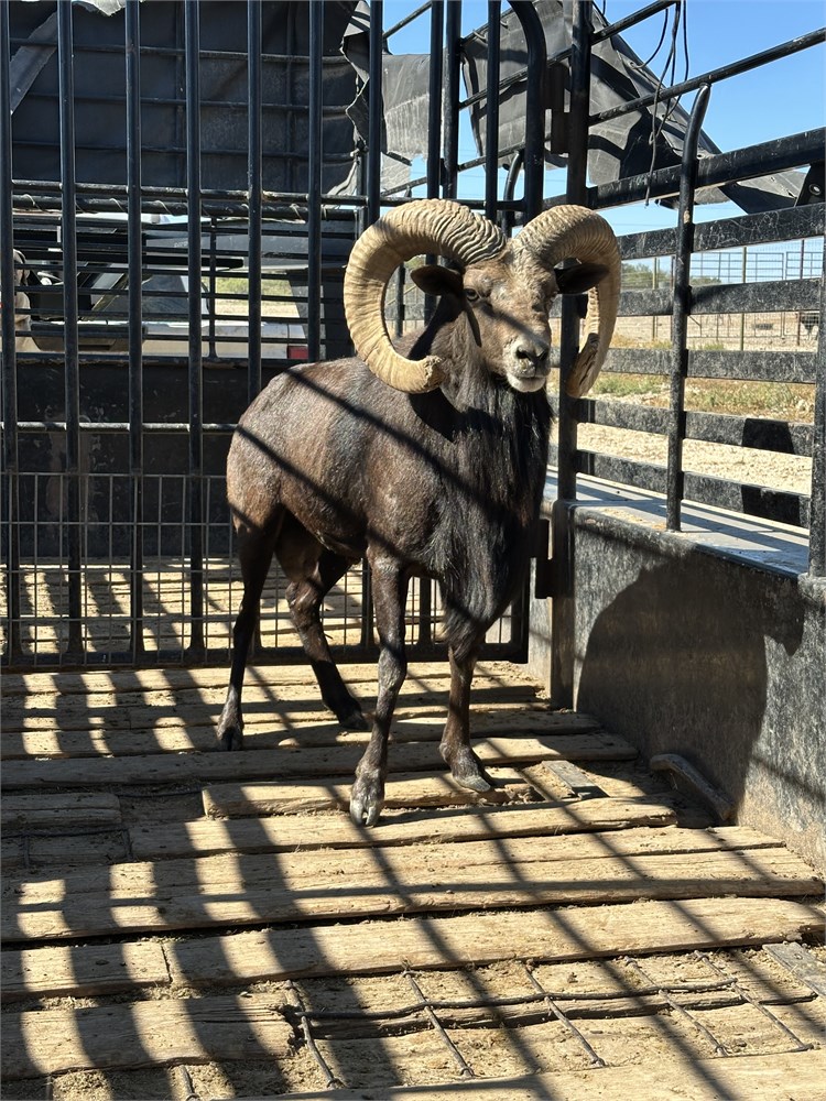WildLife Buyer, LLC. - Midnight Urial