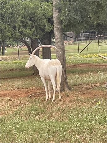 WildLife Buyer, LLC. - Trophy White Oryx Bull