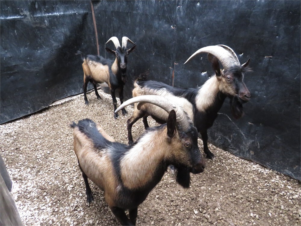 WildLife Buyer, LLC. - 3.0 IBEX CROSS SHEEP (ORB#5)