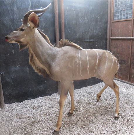 WildLife Buyer, LLC. - 1.0 KUDU (NKB#12)