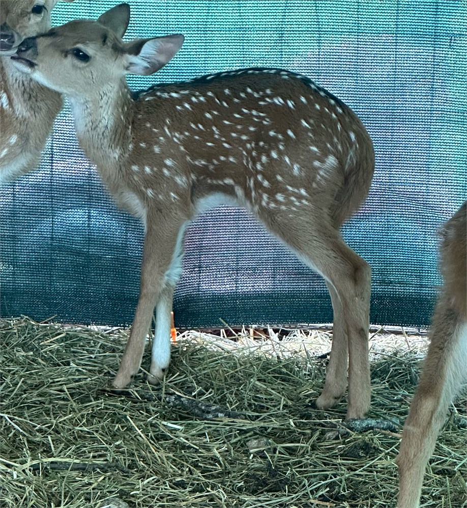 WildLife Buyer, LLC. - 4week male axis deer