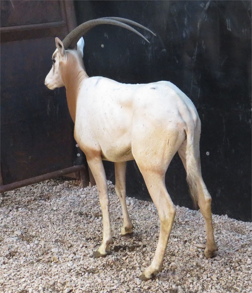 WildLife Buyer, LLC. - 1.0 SCIMITAR (MB#6) - Ask About Insurance