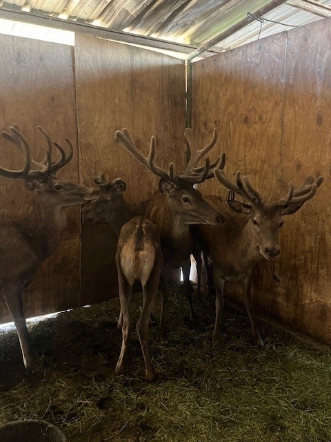 WildLife Buyer, LLC. - 4 Red Deer Bulls