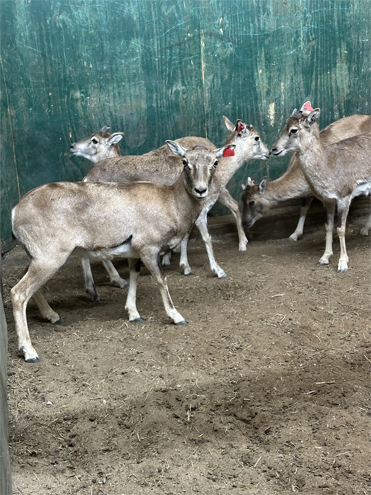 WildLife Buyer, LLC. - 0.5 Exposed iranian red sheep