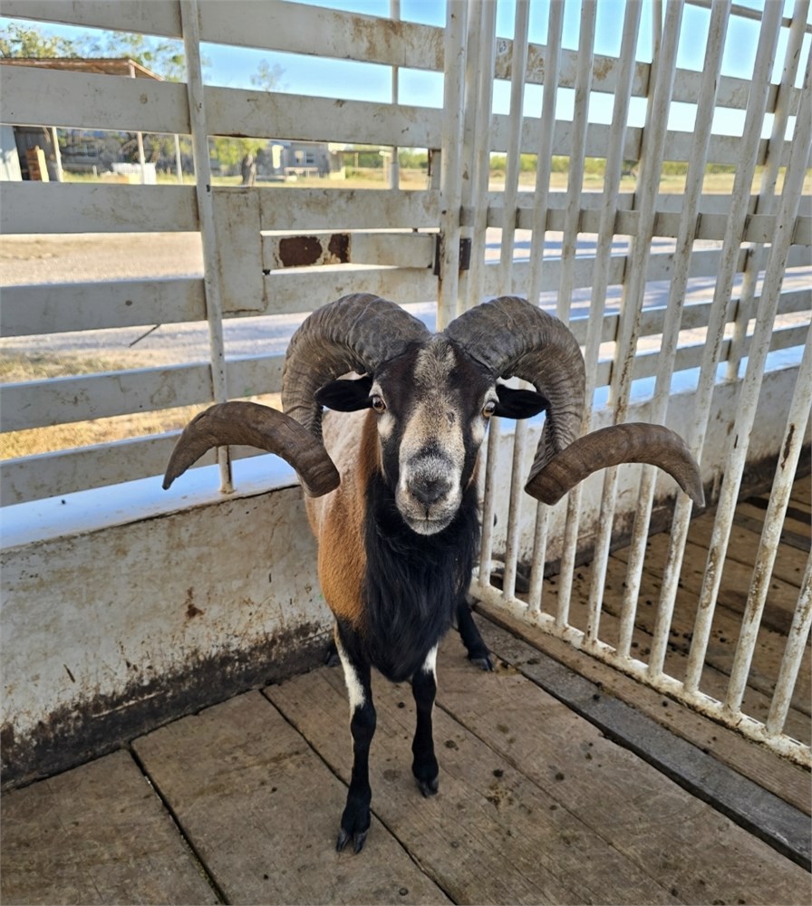 WildLife Buyer, LLC. - Trophy Corsican Ram