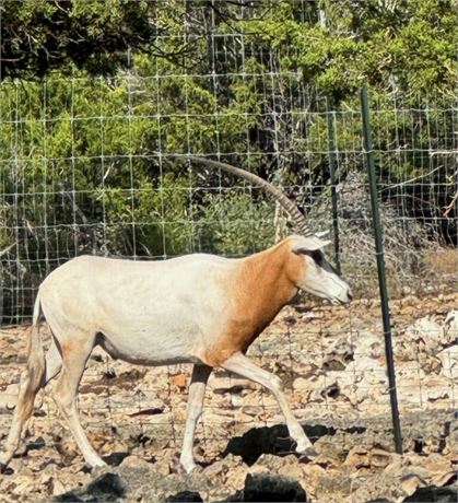 WildLife Buyer, LLC. - 1.0 ORYX BULL