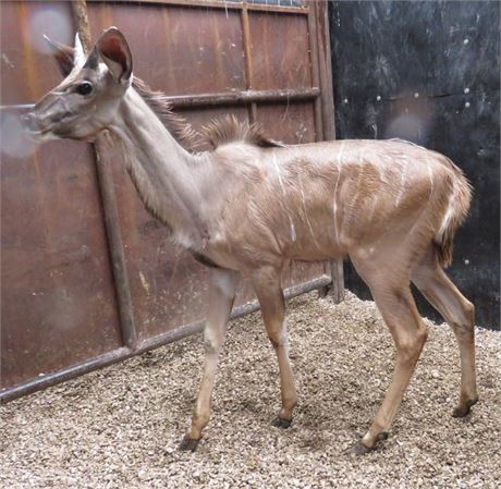 WildLife Buyer, LLC. - 1.0 KUDU (NKB#13)