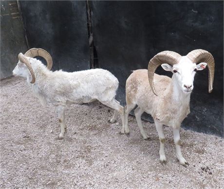 WildLife Buyer, LLC. - 2.0 SNOW URIAL (BB#2-B)